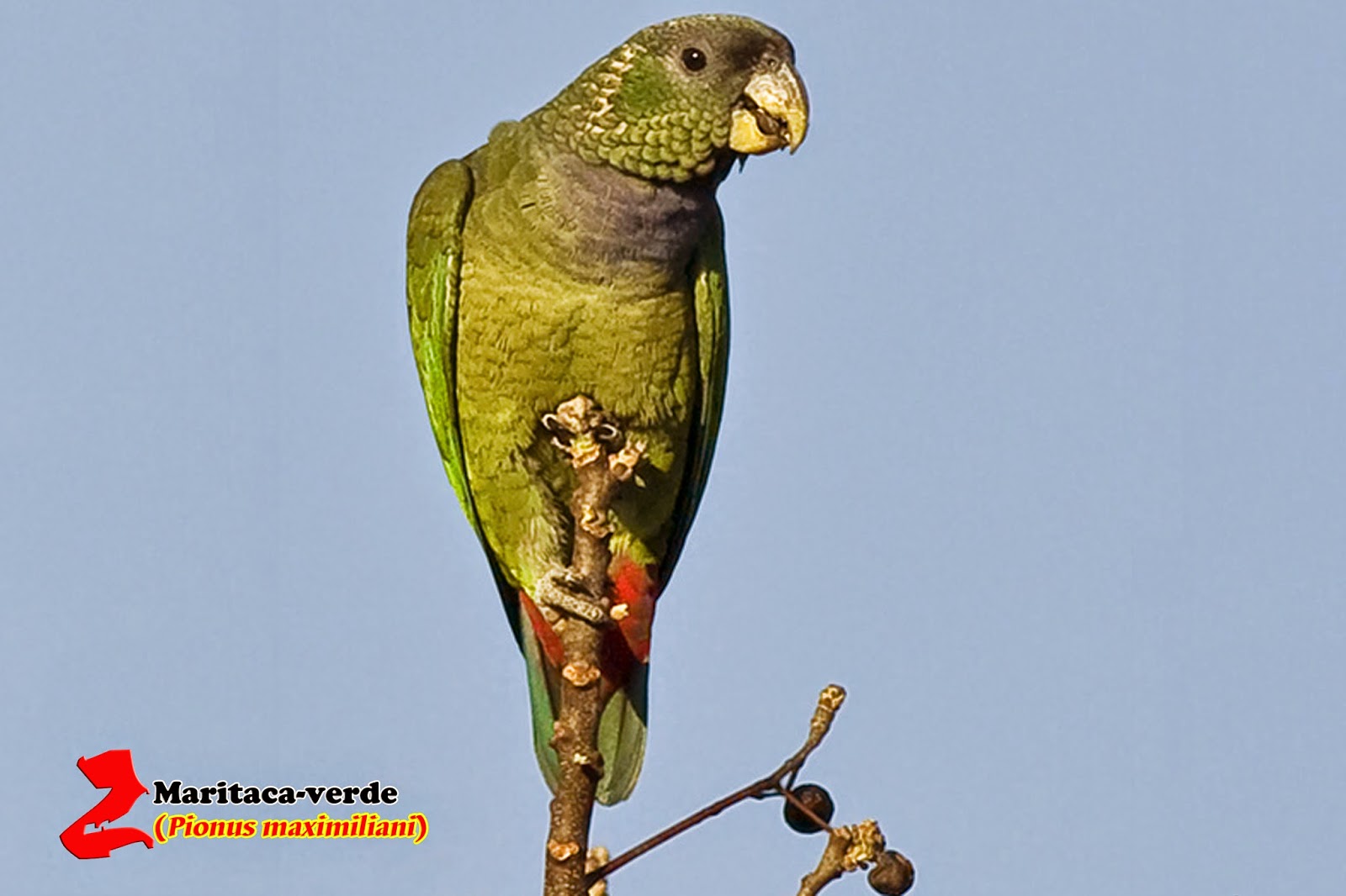Zoologia: Maritaca-verde (Pionus maximiliani)